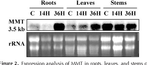 Figure 1 From An Essential Role Ofs Adenosyl L Methioninel Methionines