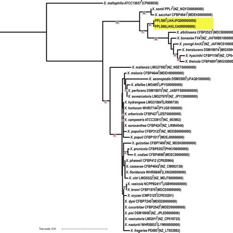 A Neighbor Joining Phylogeny Using 16s Rrna Gene Sequences Phylogeny