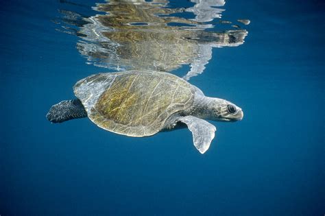 Olive Ridley Sea Turtle Lepidochelys Photograph By Tui De Roy Fine