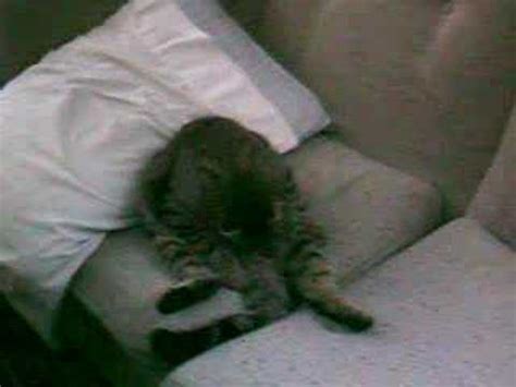 Funny Cat Pervert YouTube