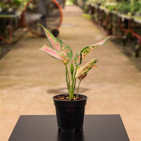 Aglaonema Ruby Ray Gabriella Plants