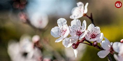 تصاویر باغ ارم شیراز