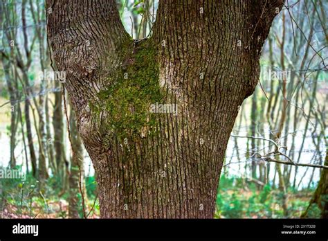 A Captivating Image Of A Fork Like Tree Trunk And Branches Highlighting The Beauty Of