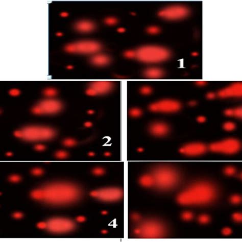 Dna Fragmentation Pattern Of Liver Cells In Different Groups Slide Download Scientific Diagram