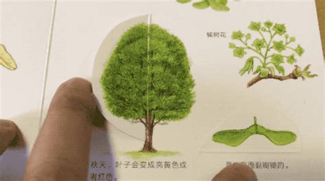 成长树图片动态图 成长树图片图片素材 成长树创意树图片 大山谷图库