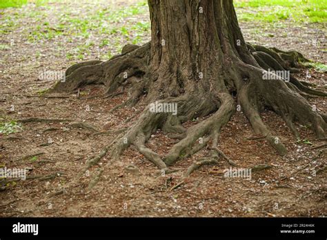 Tree Roots Visible Through Soil In Forest Stock Photo Alamy