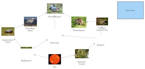 Everglades Food Web Insight Maker