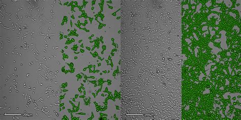 Atcc On Linkedin Cellproliferation Atccnews