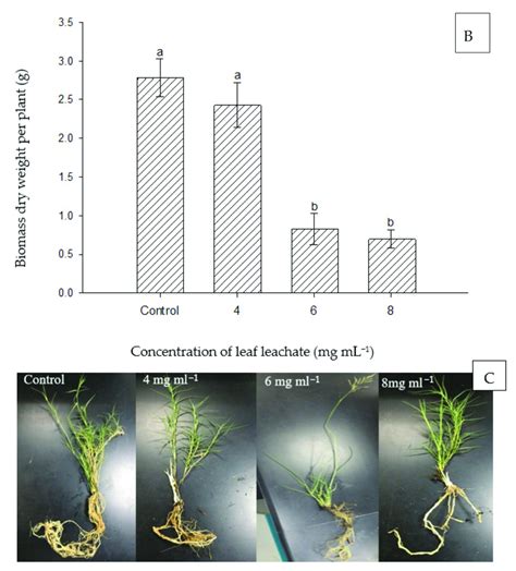 Effect Of Leaf Leachate Of P Juliflora On Seedling Growth Of A