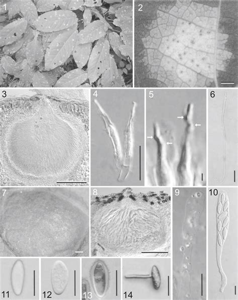 Polystigma Fulvum 1 Red Leaf Blotch Of Prunus Ssiori Caused By P