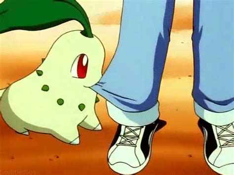 포켓몬스터 넘나 귀여운 치코리타 짤모음 인스티즈 Instiz 이슈 카테고리