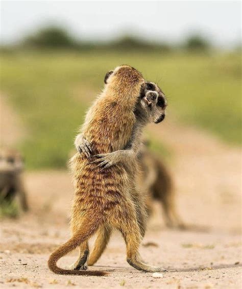 🔥 Meerkat Siblings Hugging 🔥 Natureisfuckinglit