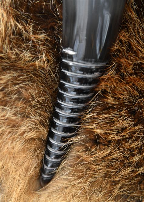 Viking Drinking Horn With Spiral Carving Viking Horn Mead Horn