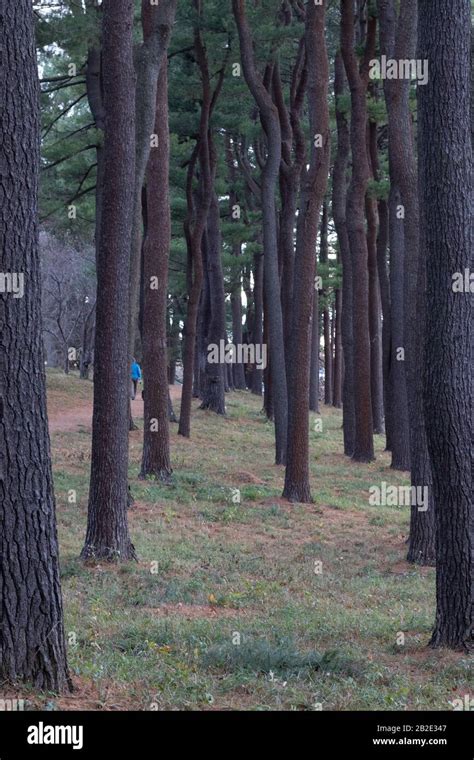 Rows And Layers Of Twisting Tree Trunks Stock Photo Alamy