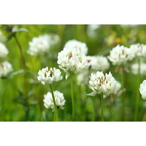 White Dutch Clover Seed Flowering Seeds For Wildlife Food Plots And Soil