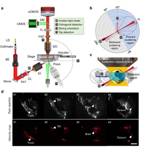 Schematic Of Light Sheet Laser Speckle Imaging Setup A Ld Laser