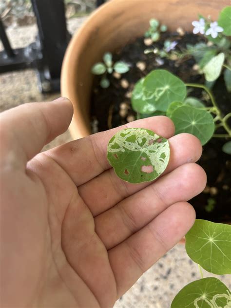 I Clearly Have Leaf Cutter Bug On A Few Of My Plants I Was Wondering If I Also Had It On My