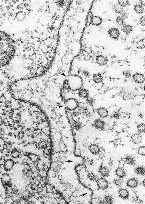 Quantal Release Of Neurotransmitter And Evidence For Vesicular Release Developing Expertise In