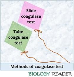 What Is Coagulase Test Definition Overview Principle Procedure Biology Reader