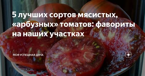 5 лучших сортов мясистых «арбузных томатов фавориты на наших участках Моя успешная дача Дзен