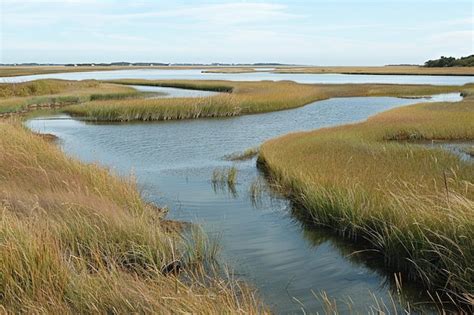 Premium Photo Assessing Salt Marsh Vegetation Patterns Ar Generative Ai