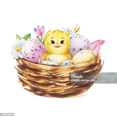 흰색 배경에 달걀 꽃과 닭수채화 부활절 새 둥지 수채화 축제 일러스트 0명에 대한 스톡 벡터 아트 및 기타 이미지 0명