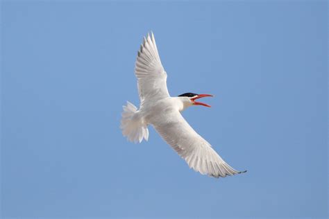 Ml557298271 Caspian Tern Macaulay Library