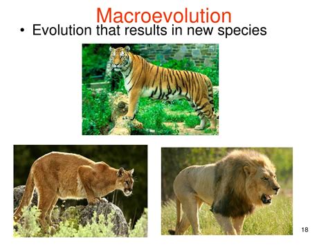PPT Exploring Macroevolution The Origin Of New Species PowerPoint Presentation ID