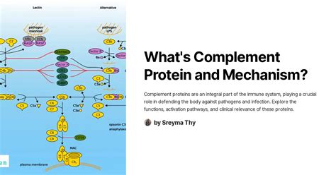 What S Complement Protein And Mechanism