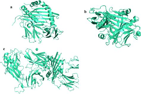 3d Modeled Structure Of Hla Class Ii Alleles A Molecular Structure Of