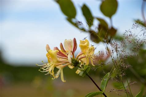 10 Amazing National Flowers Of England And Where To Spot Them Day Out In England
