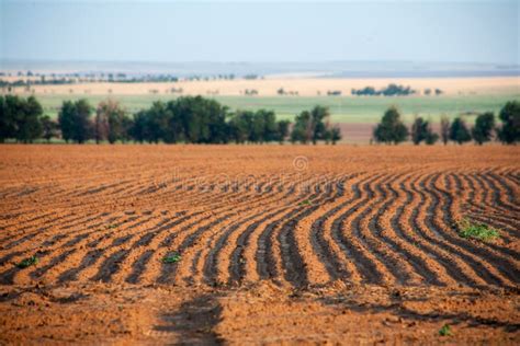 Pfl Gen Des Feldes Stockfoto Bild Von Ausbauf Hig Landschaft