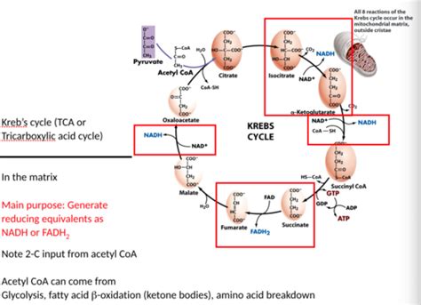 Lecture 34 And 35 Etc Oxygen Reduction And Redox Biochem Flashcards Quizlet