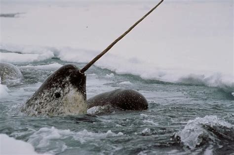The Arctic And The Antarctic Smithsonian Ocean