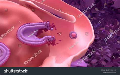 Menstrual Cycle Bleeding Menstrual Period Menstruation Stock