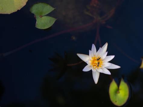 80 Interdependent Pictures