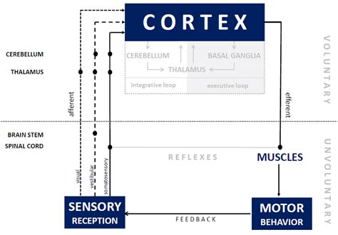 Model Of Sensorimotor Control And Its Different Levels Of Information