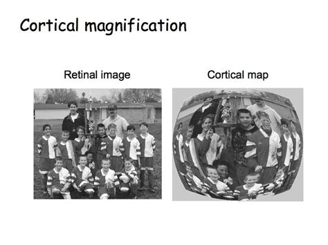 Perception Lecture Notes Lgn And V1
