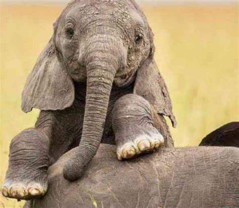 تعبیر خواب فیل در 20 حالت مختلف از نظر بزرگان Happypet