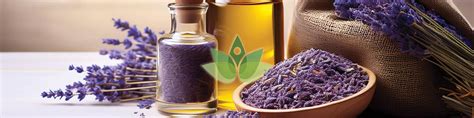 Lavender Lavandula Angustifolia Benefits Uses And Safety Wellness
