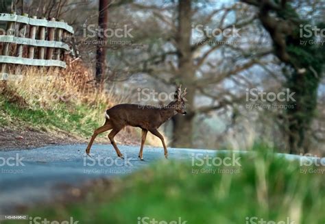 푸른 잔디를 배경으로 길을 건너는 노루 사슴의 경치 좋은 전망 0명에 대한 스톡 사진 및 기타 이미지 0명 거리 경관 Istock