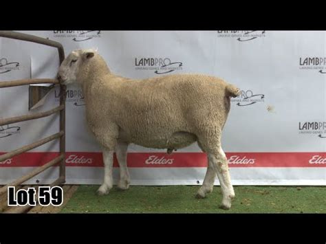 Lot 059 Youtube