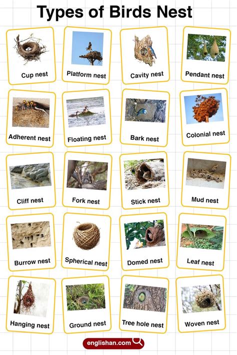 Types Of Birds Nest In English With Pictures Nest Images Bird Nest