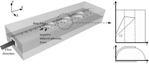 A 3d Asymmetric Microelectrode System For Isolating Cancer Download Scientific Diagram