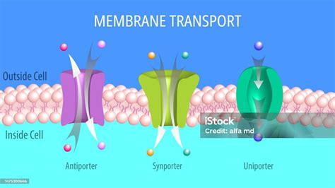 uniport symport and antiport of molecules through membranes cell
