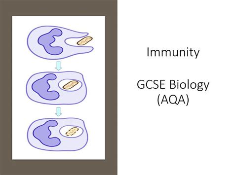 Immunity Supplementary Slides And Worksheet Gcse Biology Aqa Teaching Resources