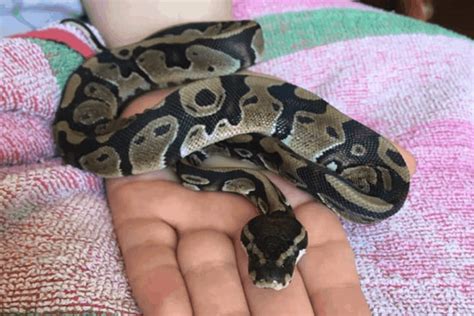 Do Ball Pythons Like To Be Held