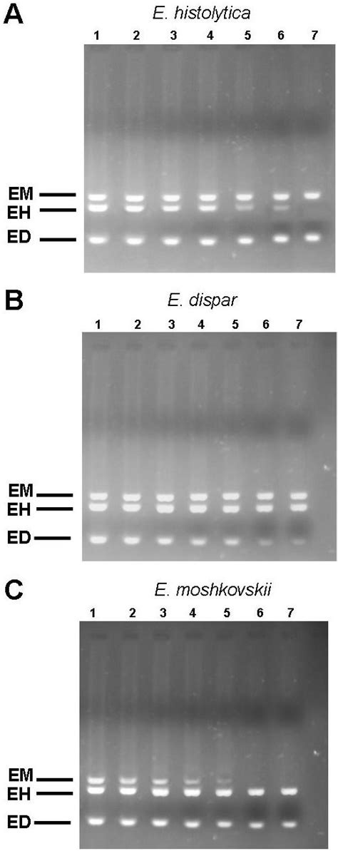 a novel nested multiplex polymerase chain reaction pcr assay for