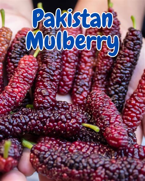 Daleys Fruit Tree Blog