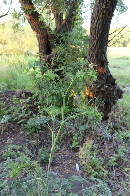 Premium Photo A Plant Growing In The Grass